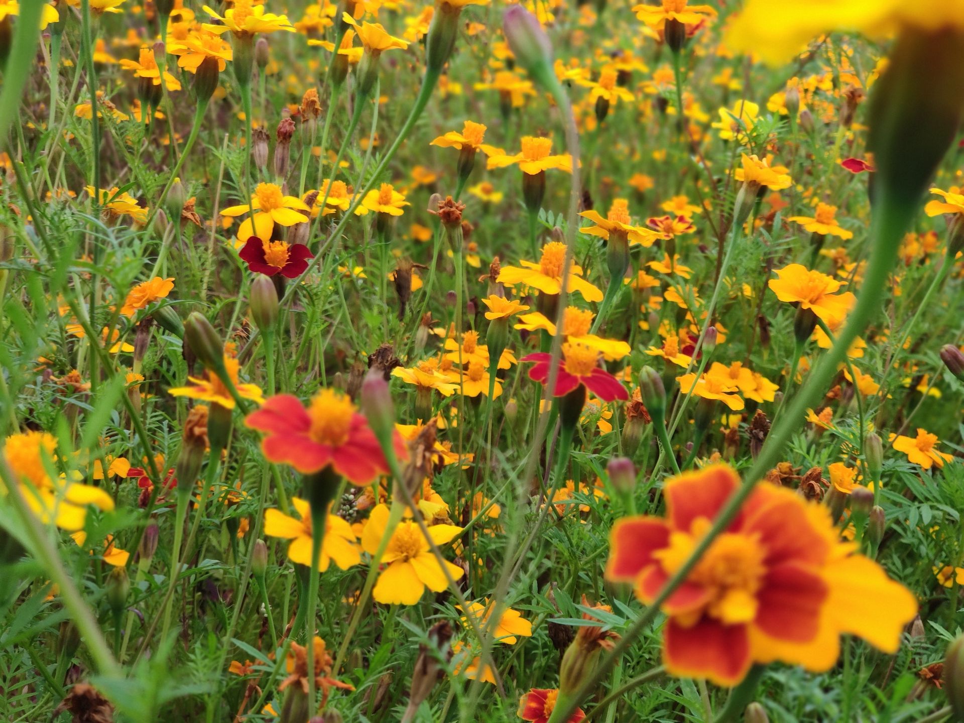 Tagetes tegen aaltjes | Lens Roses