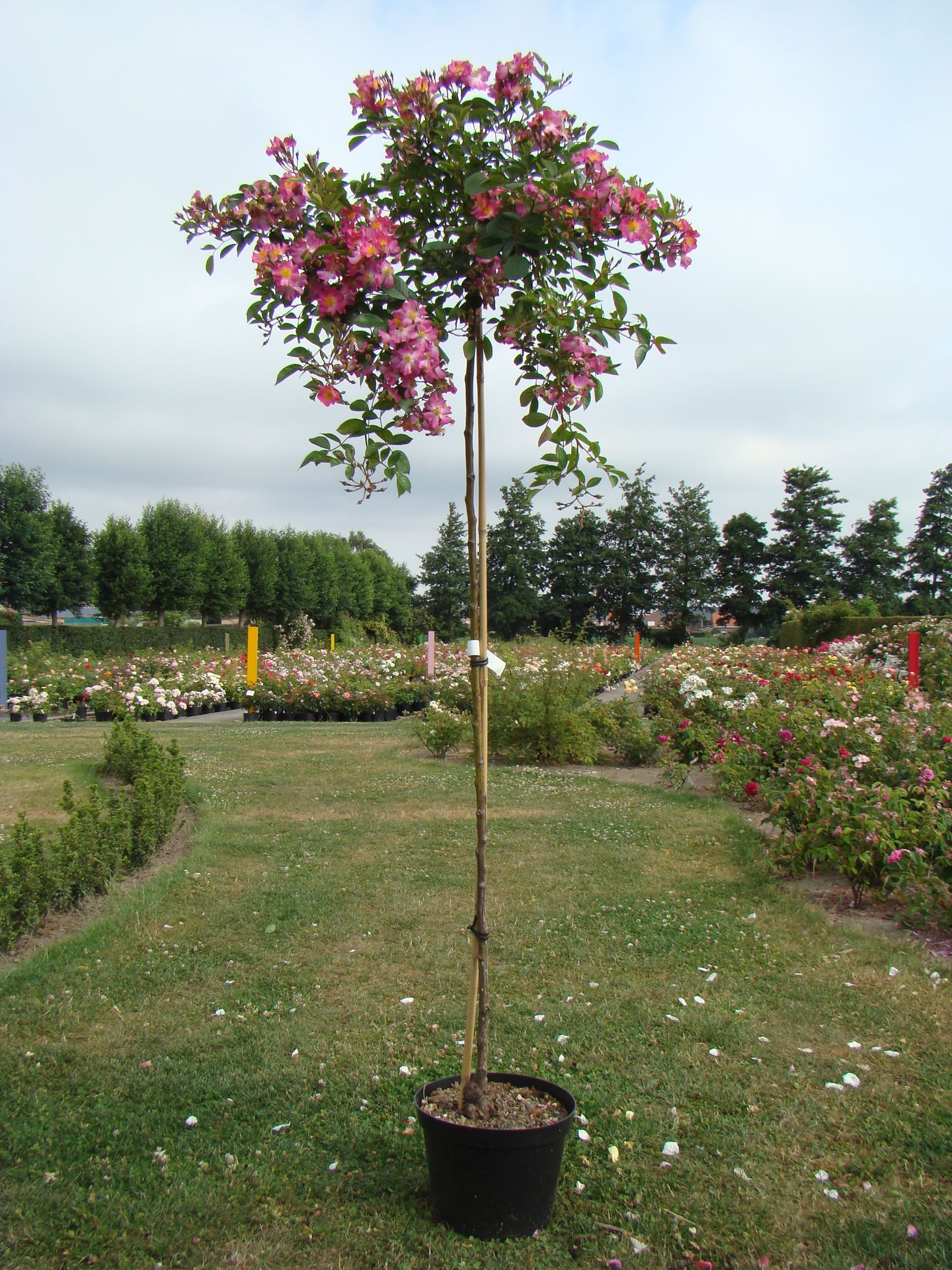 Lens Roses - Koop Stamrozen