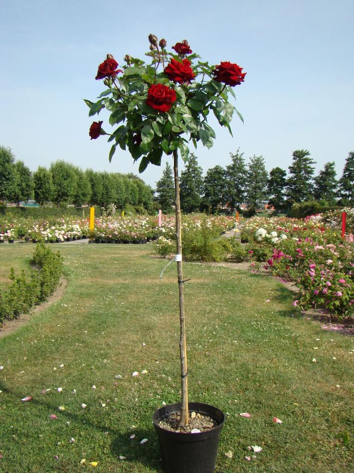 Lens Roses - Koop Stamrozen