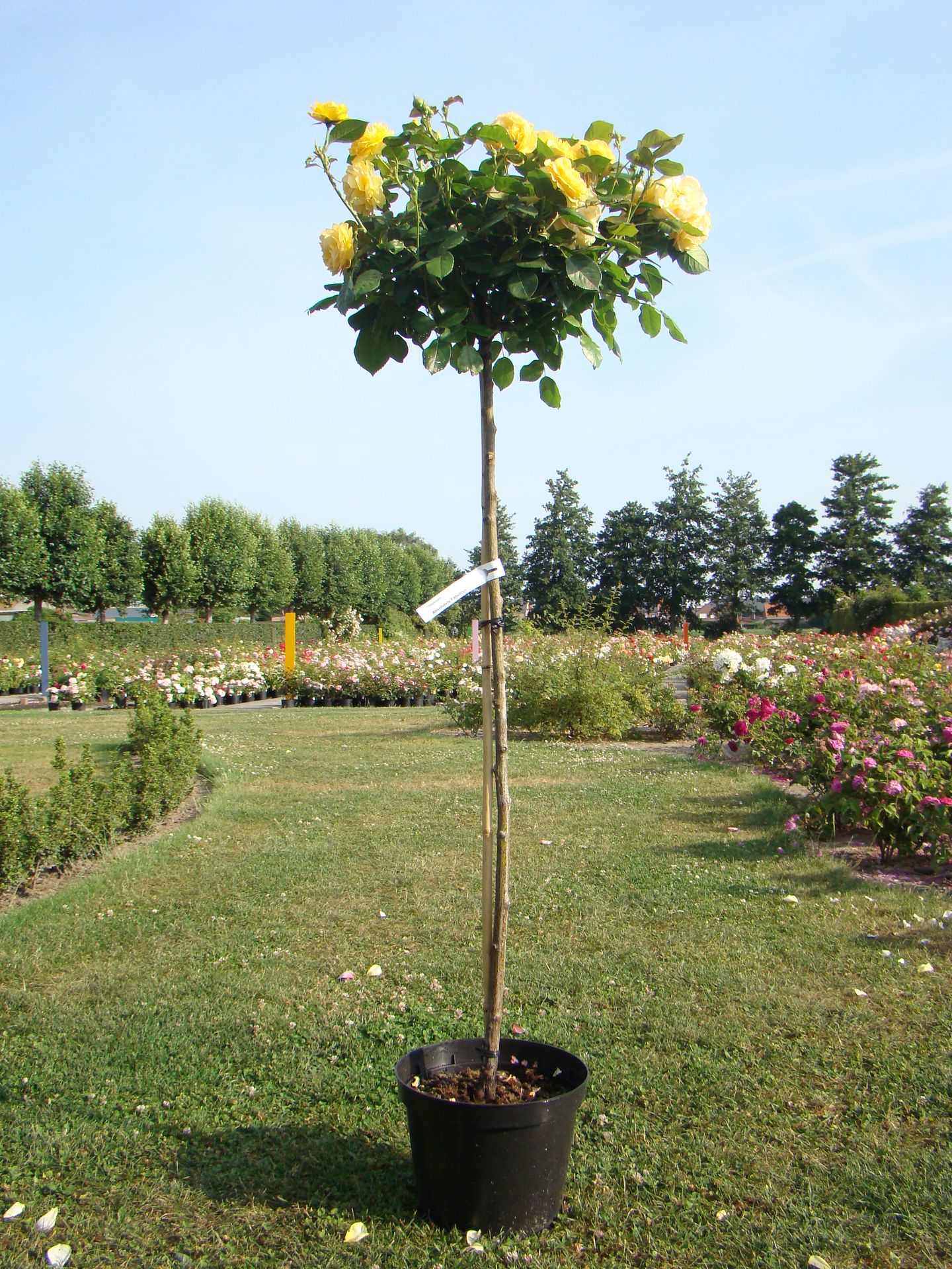 Lens Roses - Koop Stamrozen