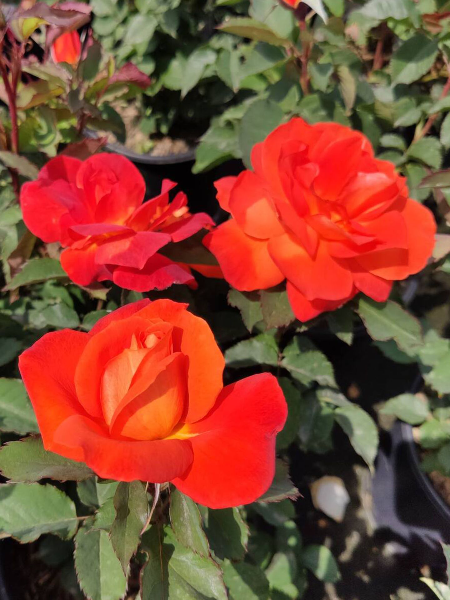 Lens Roses - Koop Stamrozen