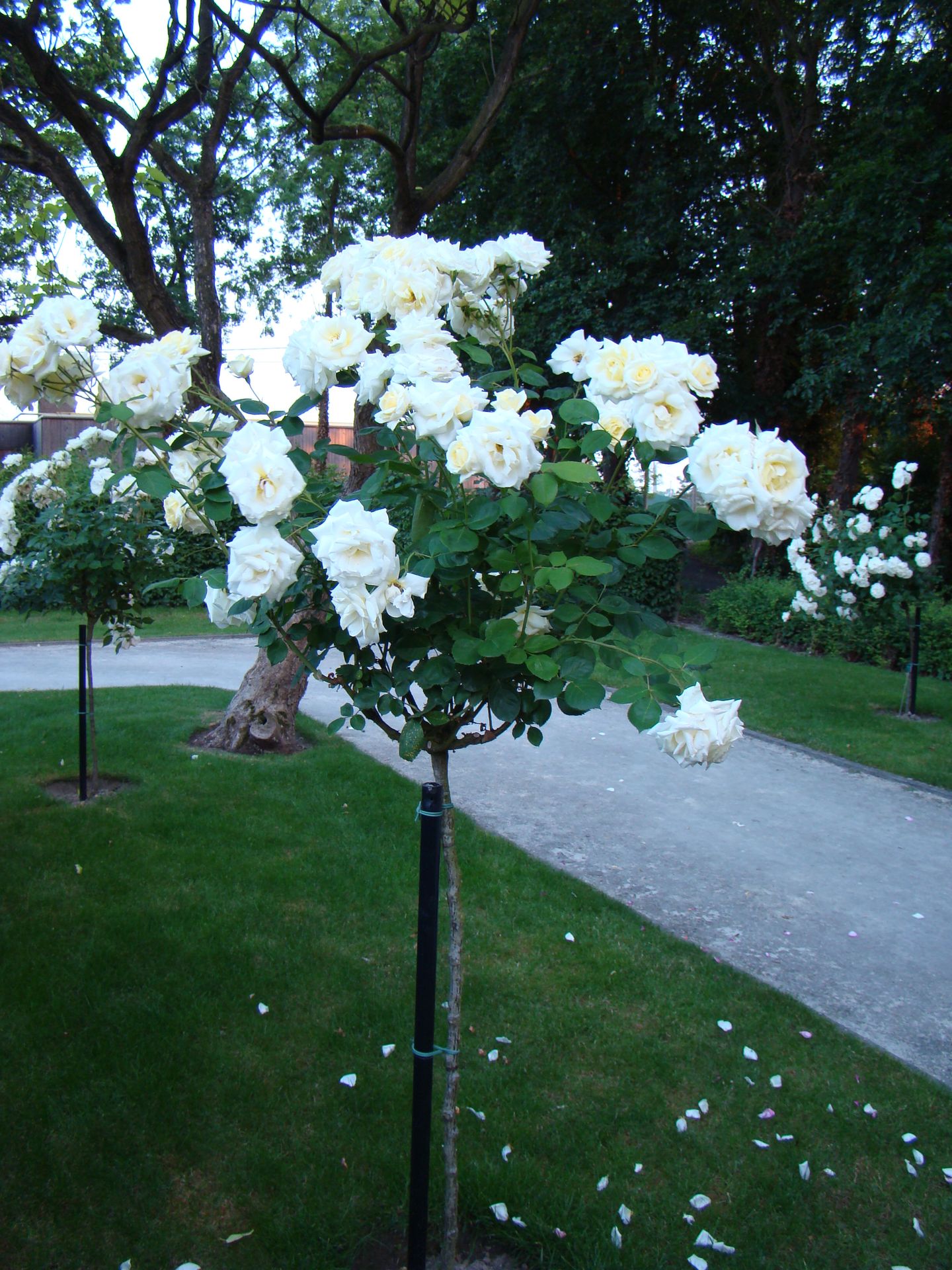 Lens Roses - Buy Standard Roses