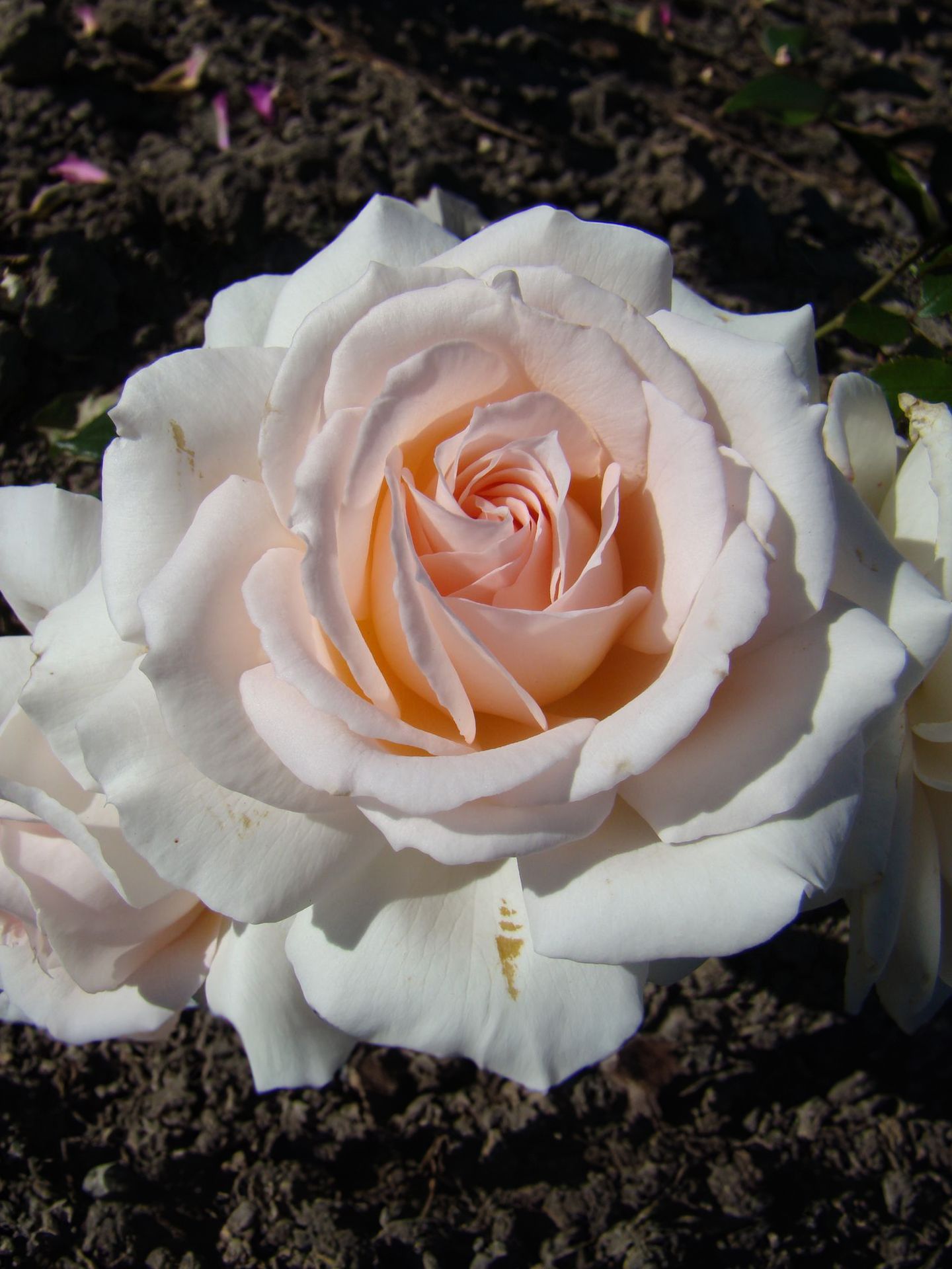 Lens Roses - Koop Stamrozen