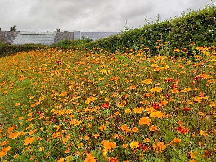 Handleiding : Rozen met blote wortel planten en verzorgen | Lens Roses