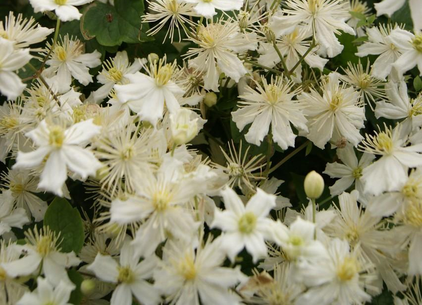 Clematis vitalba 'Paul Farges' | Lens Roses