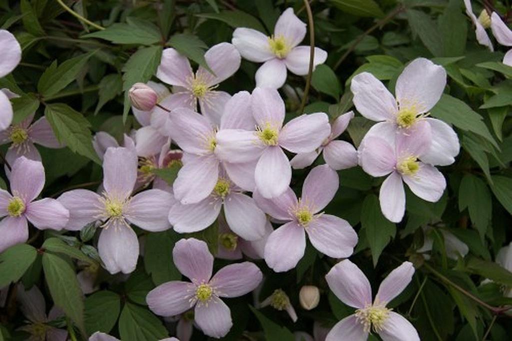 Clematis Rubens Montana