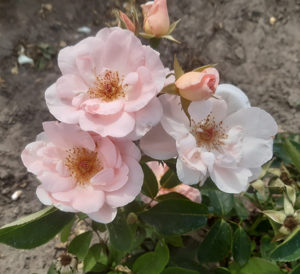 Tineke Van Heule | Lens Roses