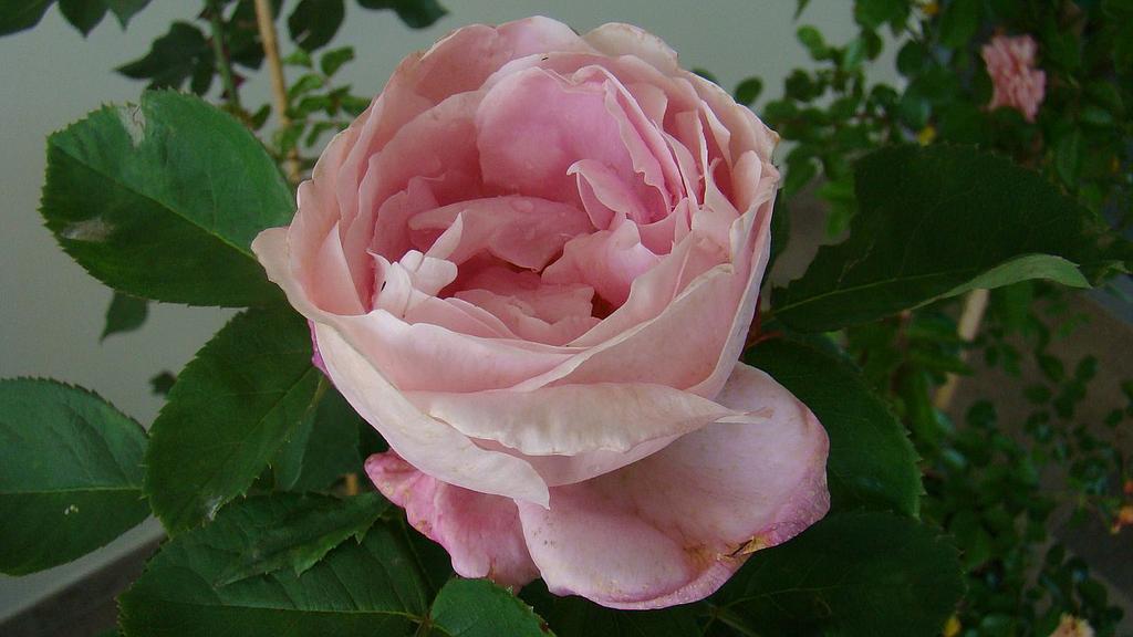 Baroness Rothschild | Lens Roses