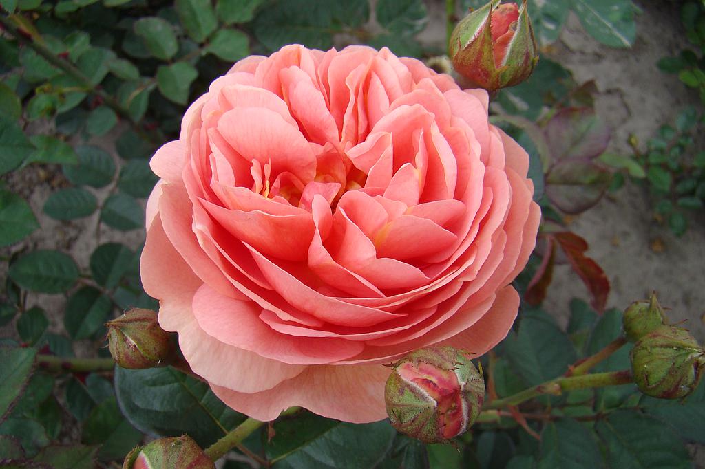 Park Abbey Rose | Lens Roses