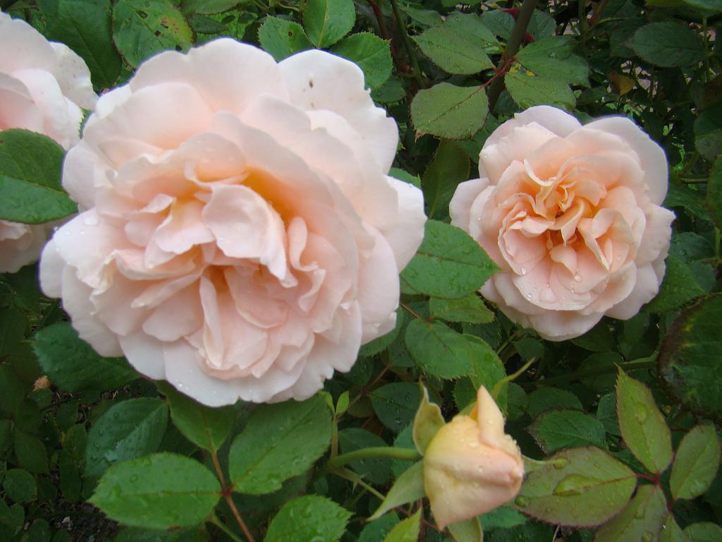 Matthias Claudius Rose | Lens Roses