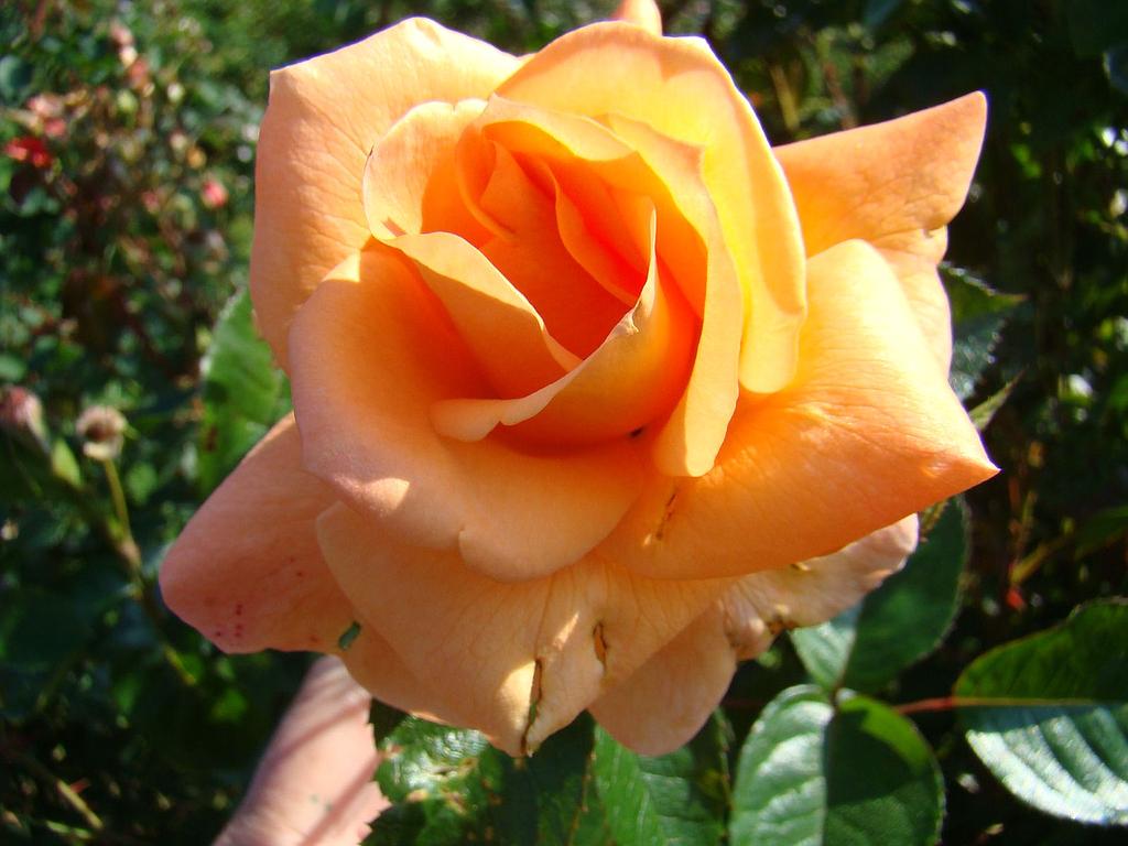 Barbara Ann | Lens Roses