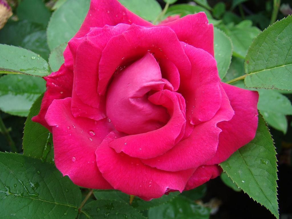 Captain Hayward | Lens Roses