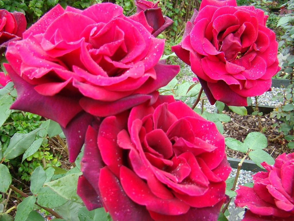Deep Secret | Lens Roses