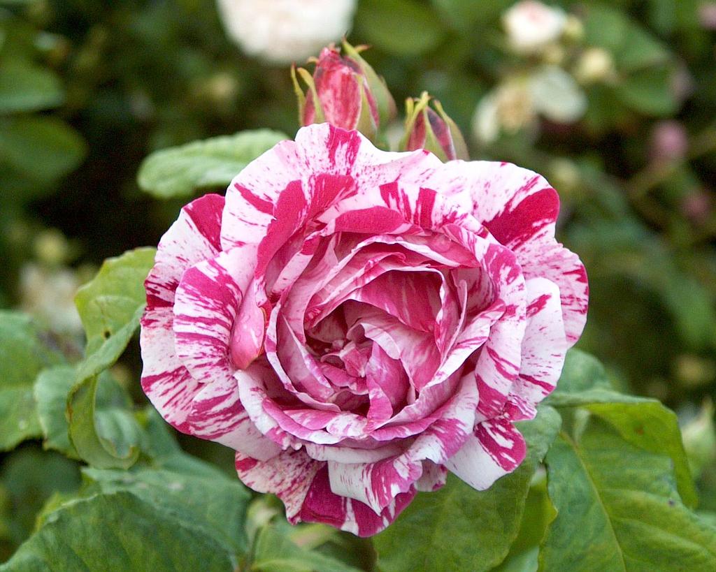 Ferdinand Pichard | Lens Roses