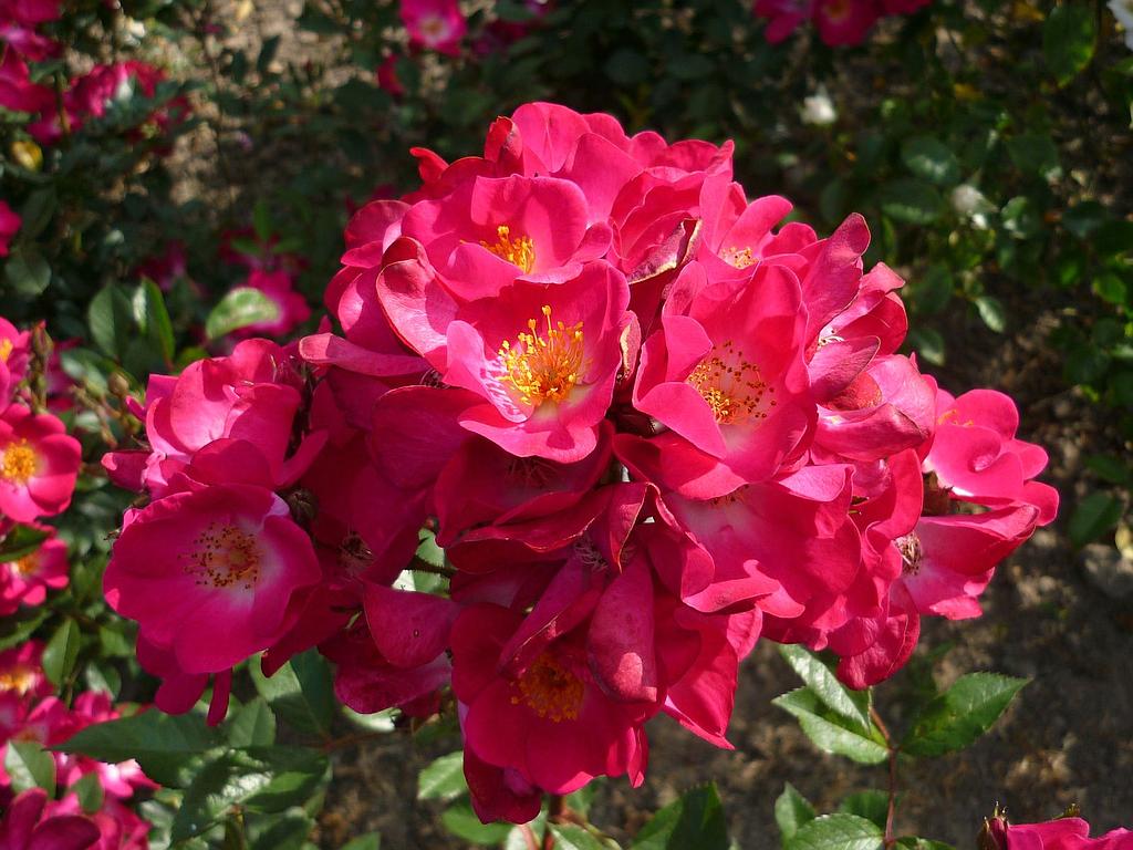 Grand-Duc Jean | Lens Roses