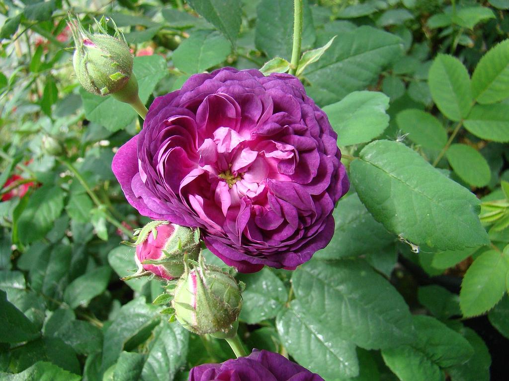 Hippolyte | Lens Roses
