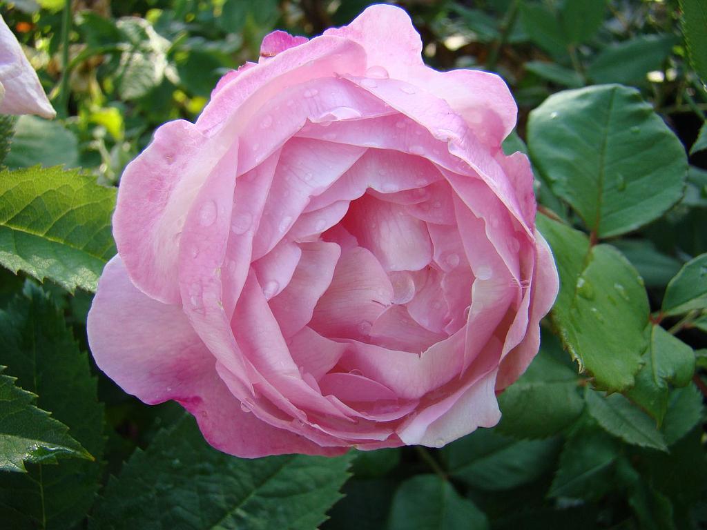 Mme. Pierre Oger | Lens Roses