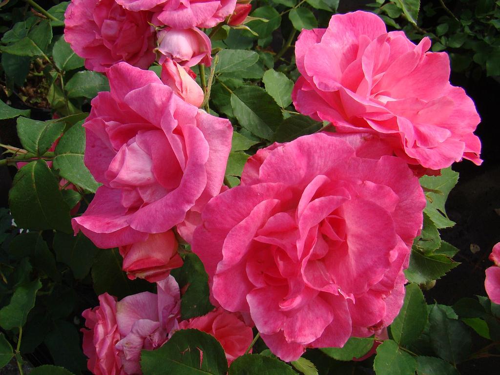 Melrose | Lens Roses