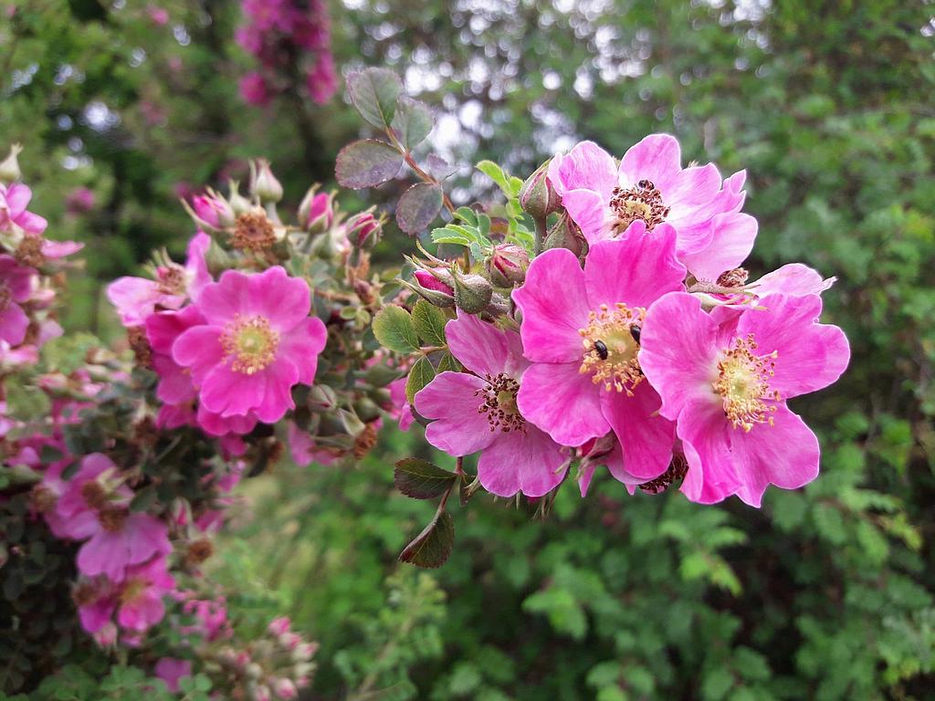 R. giraldii var. nanothamnus | Lens Roses