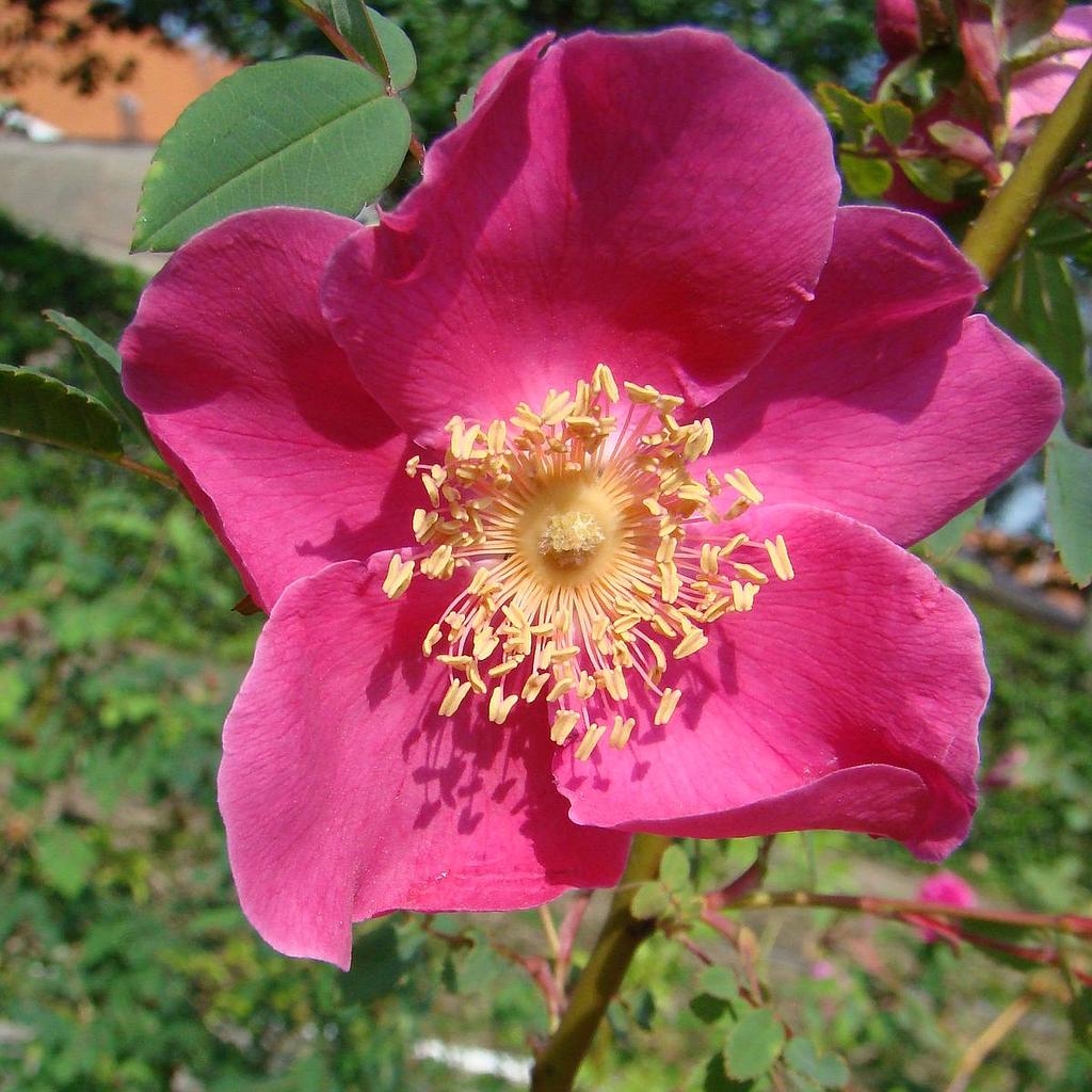 R. moyesii 'Arthur Hillier' | Lens Roses