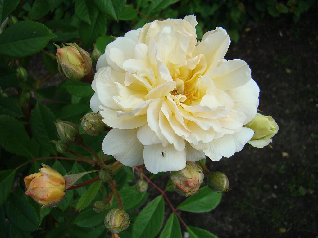 Thisbe | Lens Roses