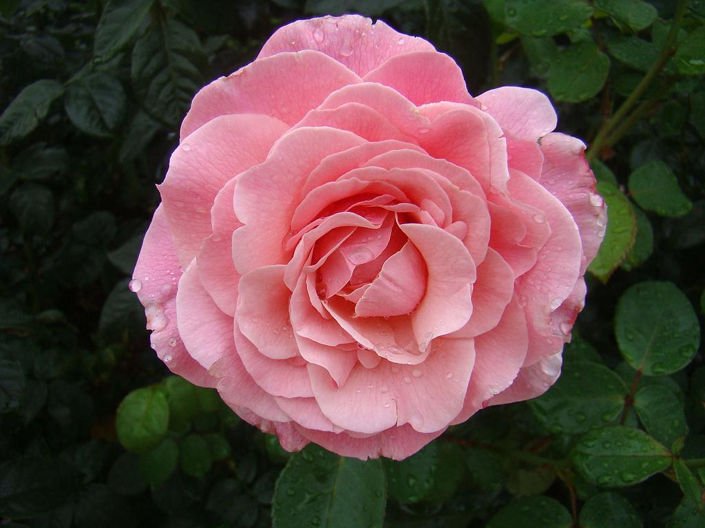 Tickled Pink | Lens Roses