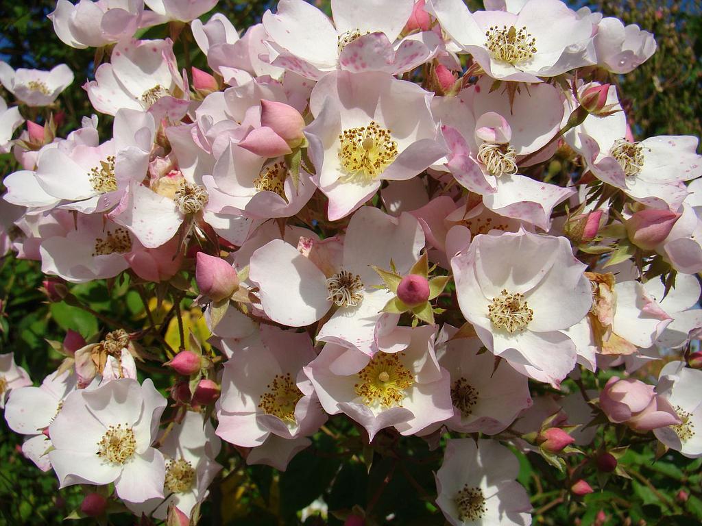 Toby Tristram | Lens Roses