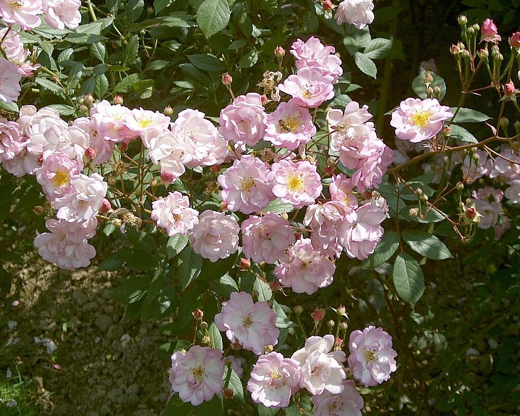 Twins | Lens Roses