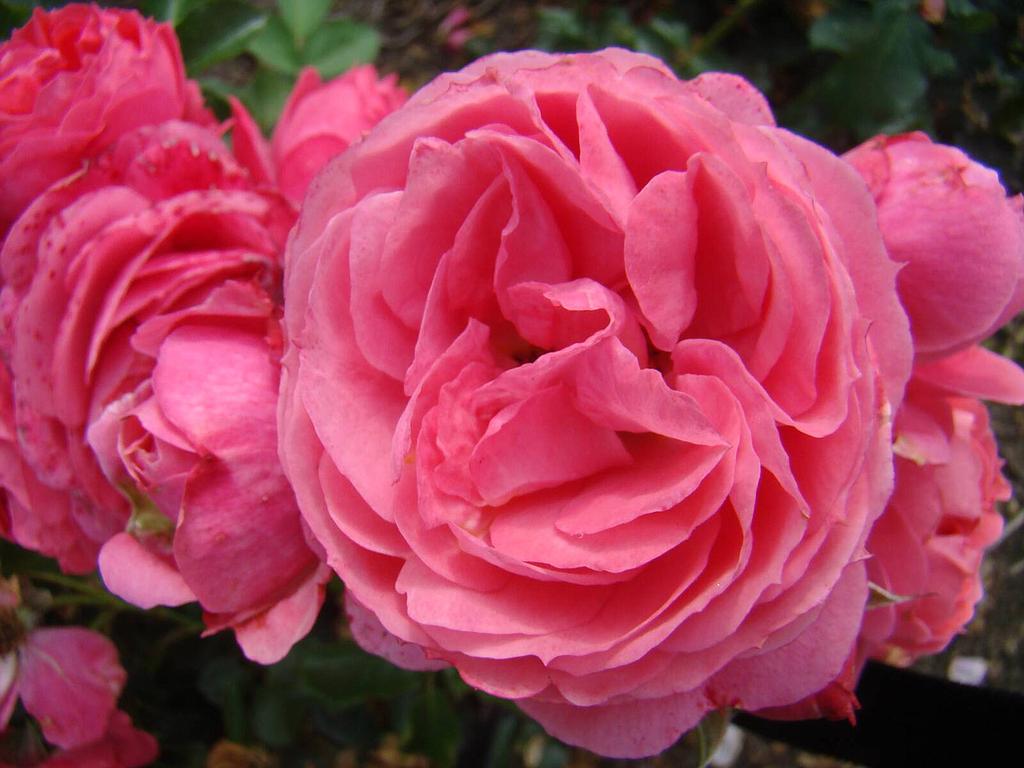 Moin Moin | Lens Roses
