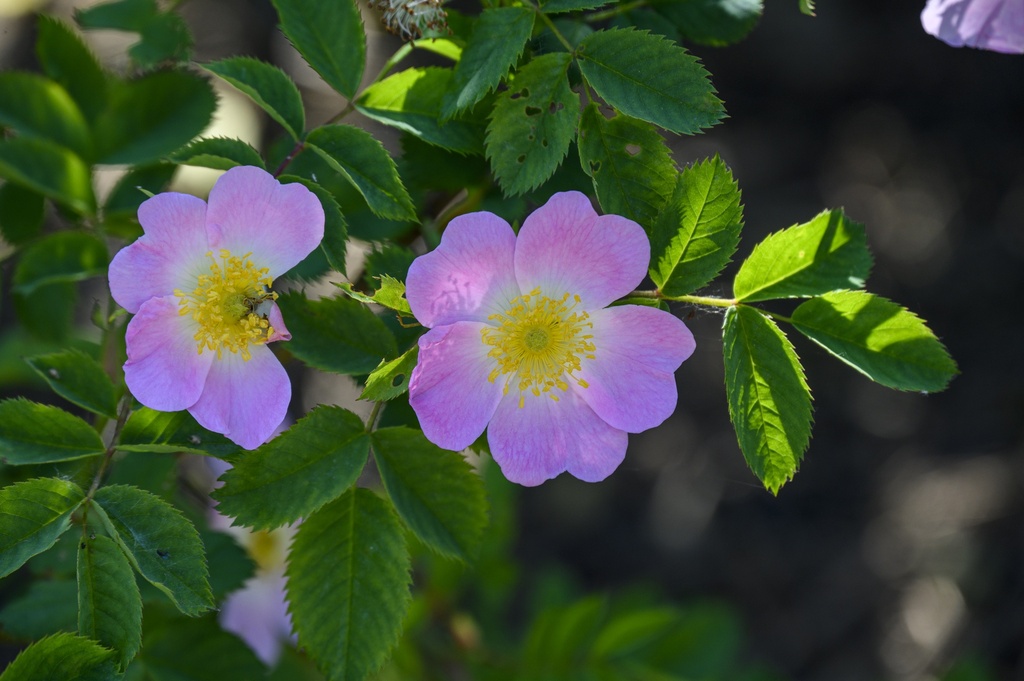 R. 'Piro 3' | Lens Roses