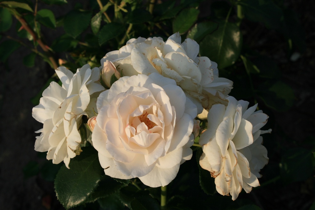 Sirius | Lens Roses